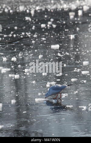 Gull, ice cover on an icebound lake Stock Photo - Alamy
