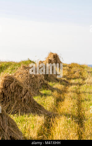 Haystacks - hay drying in the sun Stock Photo - Alamy