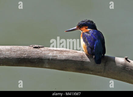 Madagascar malachite kingfisher (Alcedo vintsioides), sitting on rock ...
