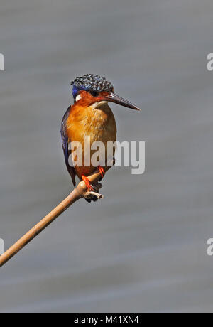 Madagascar malachite kingfisher (Alcedo vintsioides), sitting on rock ...