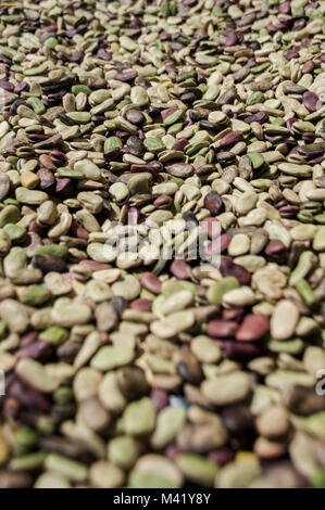 closeup of green beans growing in vegetable garden Stock Photo - Alamy