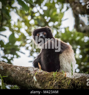 Endangered Milne-Edwards's sifaka (Propithecus edwardsi), or Milne ...