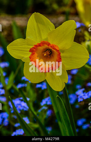 Flying Flower Daffodil Stock Photo - Alamy
