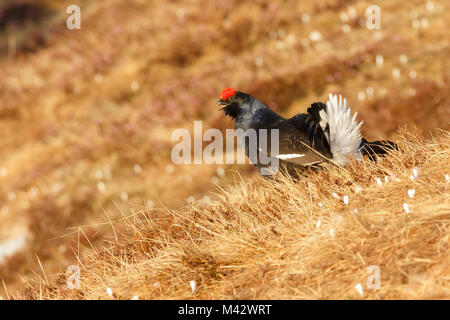 Lombardy, Italy. Black grouse Stock Photo - Alamy