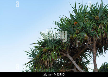 Pandanus trees are also known as Screw Pine grow in mangrove forest and ...