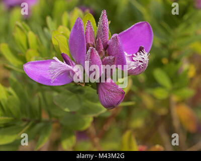 September Bush (Polygala myrtifolia) close-up of flowers growing in ...