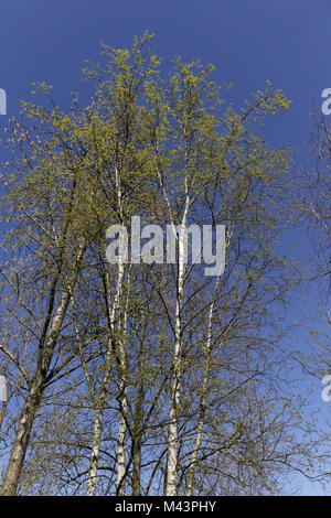 Betula caerulea, Birch tree in spring, Germany Stock Photo - Alamy