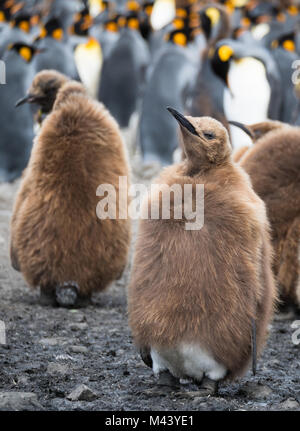 Cute young Juvenile King penguins Stock Photo - Alamy