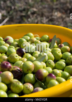 Olives in bucket, harvest organic food concept Stock Photo - Alamy