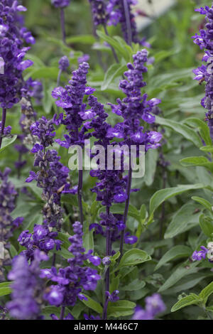 Salvia farinacea Farina Violet, Sage, Mealy sage Stock Photo - Alamy