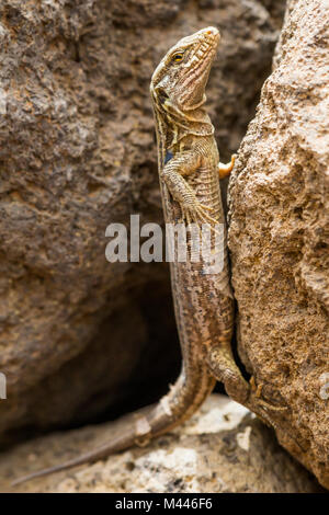 Gallot's lizard (Gallotia galloti) between rocks,Tenerife,Spain Stock ...
