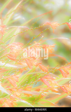 Soft Nature Background at Sunrise Stock Photo - Alamy