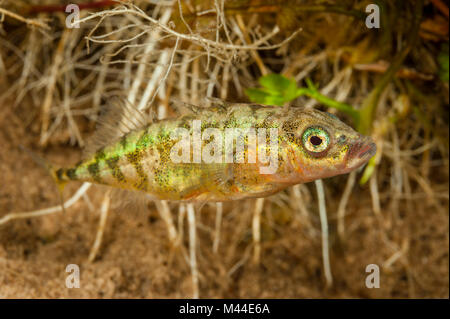 Male three spined stickleback Gasterosteus aculeatus in breeding Stock ...