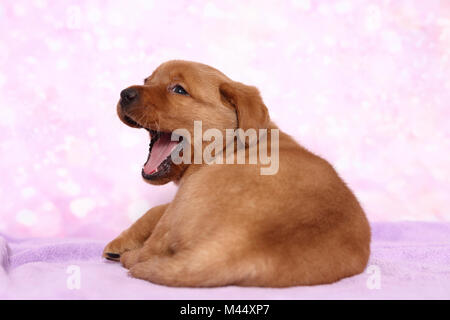 Labrador Retriever Puppy lying while yawning Studio picture against ...