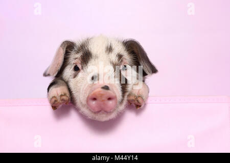 Domestic Pig, Turopolje x ?. Piglet (3 weeks old) lying on a meadow ...