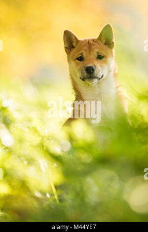 A Shiba Inu red dog in red backgorund Stock Photo - Alamy