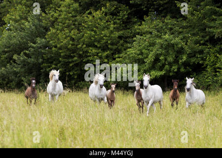 Connemara pony grey mare and foal in buttercup meadow, Connemara ...