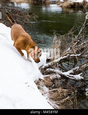 A red dog hunting along the snow covered Kitchen Gulch Trail on Babcock ...