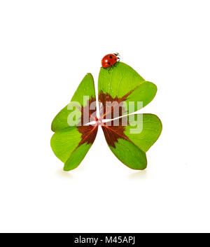 Lucky four-leaf clover with ladybug Stock Photo - Alamy