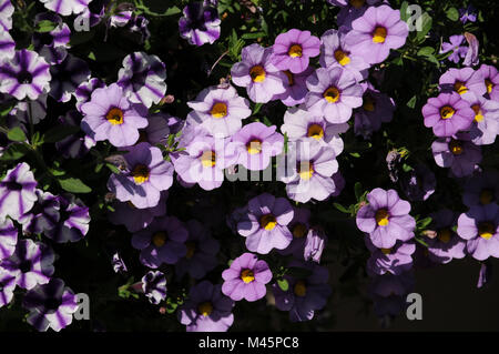 Calibrachoa Cultivars Superbells Unique Lavender Stock Photo - Alamy