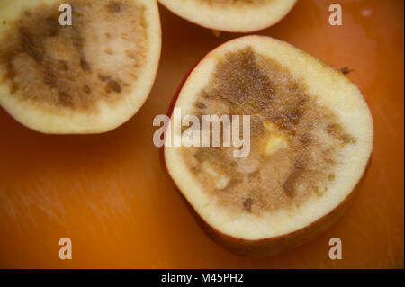An apple cut open reveals the presence of core rot, seen in New York on ...