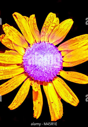 Daisy flower by ultraviolet (UV) light Stock Photo - Alamy