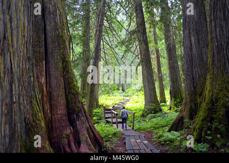 Canada, British Columbia, Redwood Forest, Giant Redwoods, Sequoioideae ...