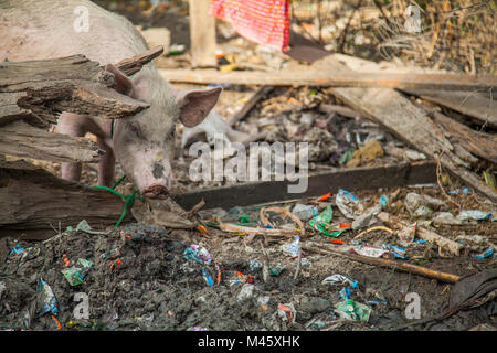 Dirty pig eating trash and garbage in Bagan Myanmar Stock Photo - Alamy