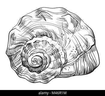 Cockle, shell illustration, drawing, engraving, ink, realistic Stock ...