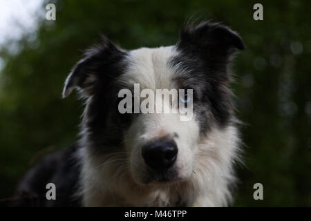 Levi, the Border Collie Stock Photo - Alamy
