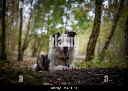 Levi, the Border Collie Stock Photo - Alamy