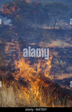 Western Australia – bush fire at the outback desert at Nullarbor Plain ...