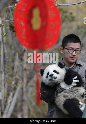A Chinese panda keeper holds a giant panda cub born in 2017 during a ...