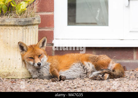 Kidderminster, UK. 15th February, 2018. UK weather: an urban red fox ...