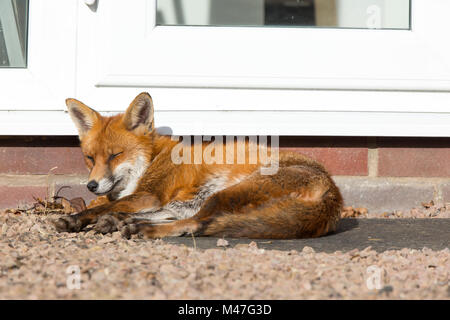 Kidderminster, UK. 15th February, 2018. UK weather: an urban red fox ...