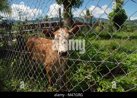 Cow behind a metal fence, Rakiraki, Fiji Stock Photo - Alamy