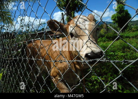 Cow behind a metal fence, Rakiraki, Fiji Stock Photo - Alamy