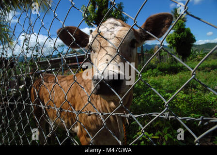Cow behind a metal fence, Rakiraki, Fiji Stock Photo - Alamy