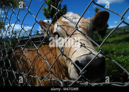 Cow behind a metal fence, Rakiraki, Fiji Stock Photo - Alamy