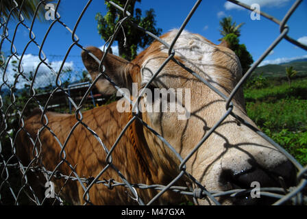 Cow behind a metal fence, Rakiraki, Fiji Stock Photo - Alamy