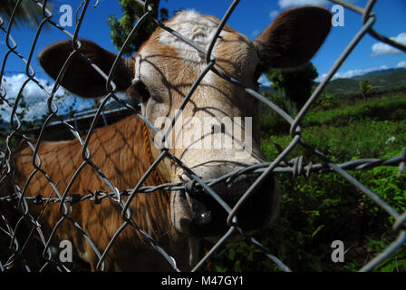 Cow behind a metal fence, Rakiraki, Fiji Stock Photo - Alamy