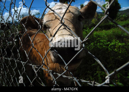 Cow behind a metal fence, Rakiraki, Fiji Stock Photo - Alamy