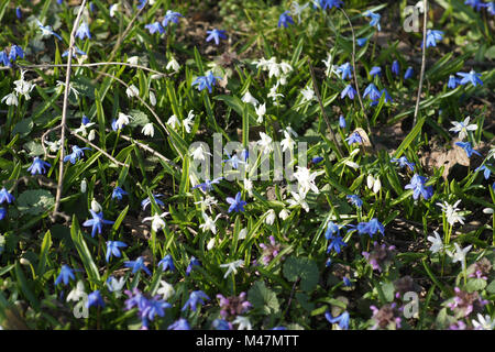 Scilla siberica alba. Siberian squill in Evenley wood gardens, Evenley ...