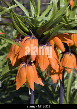 Crown Imperial Lily, Fritillaria imperialis. Growing in Front of Kew ...