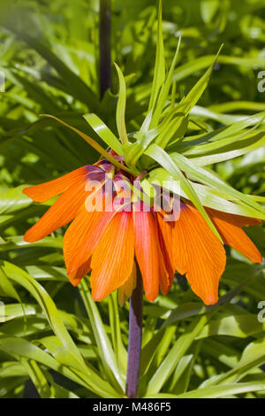 Crown Imperial Lily, Fritillaria imperialis. Growing in Front of Kew ...
