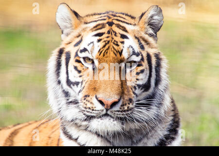 Tiger, Felis Tigris Stock Photo: 184300258 - Alamy