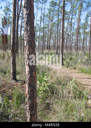 Long Pine Key Nature Trail Stock Photo - Alamy