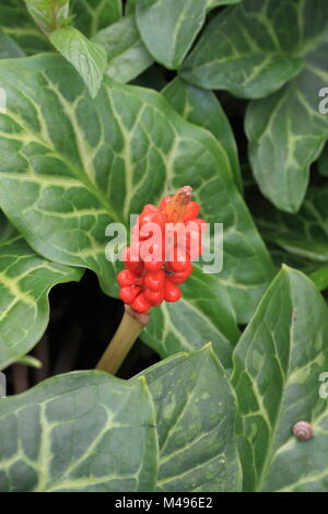 arum (arum) medicinal plant Stock Photo - Alamy
