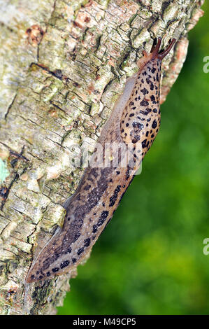 Limax maximus, leopard slug, Great grey slug Stock Photo - Alamy