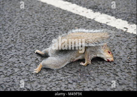 Dead Grey Squirrel on the road - road kill Stock Photo - Alamy